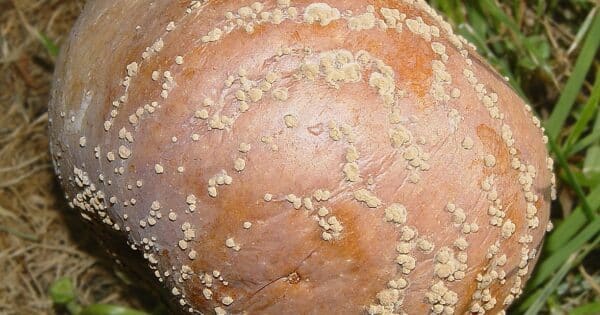 Comment traiter la moniliose du pommier ? - Les Copeaux